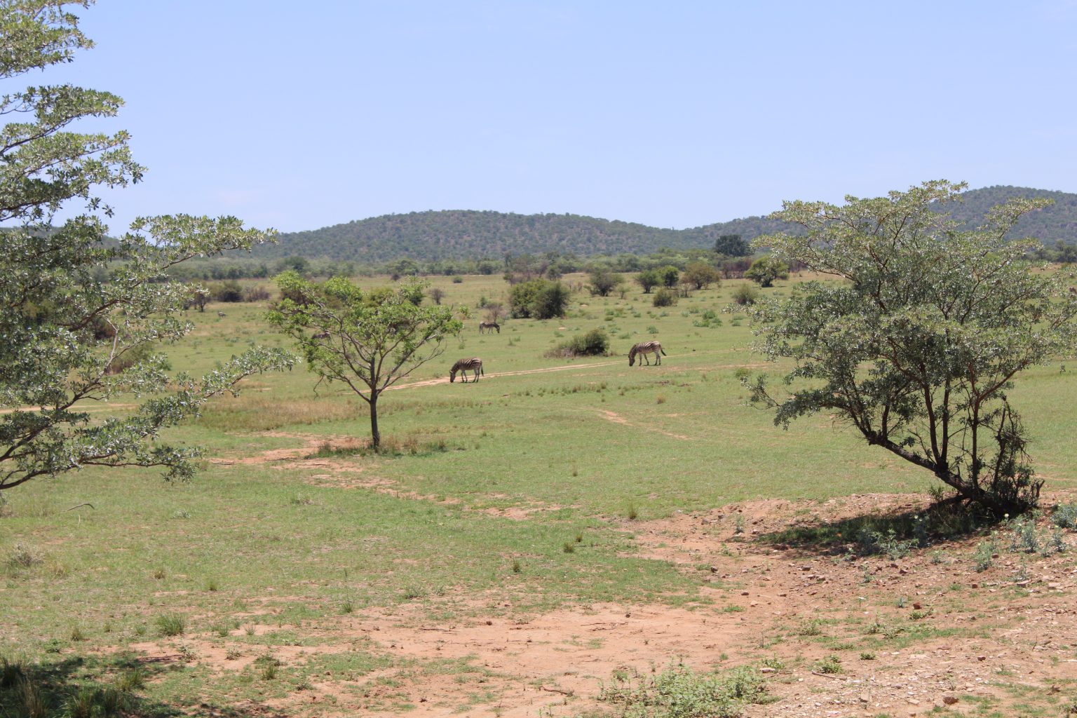 Plain View Suite | Bushveld Venue